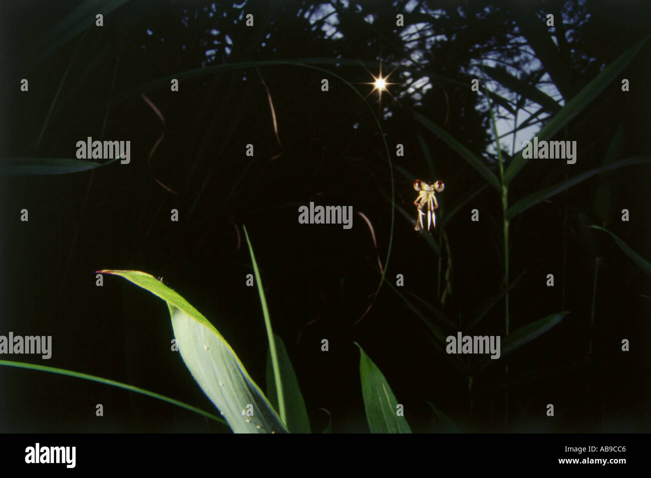 Marvelous World Insect Dragonfly Stock Photo - Alamy