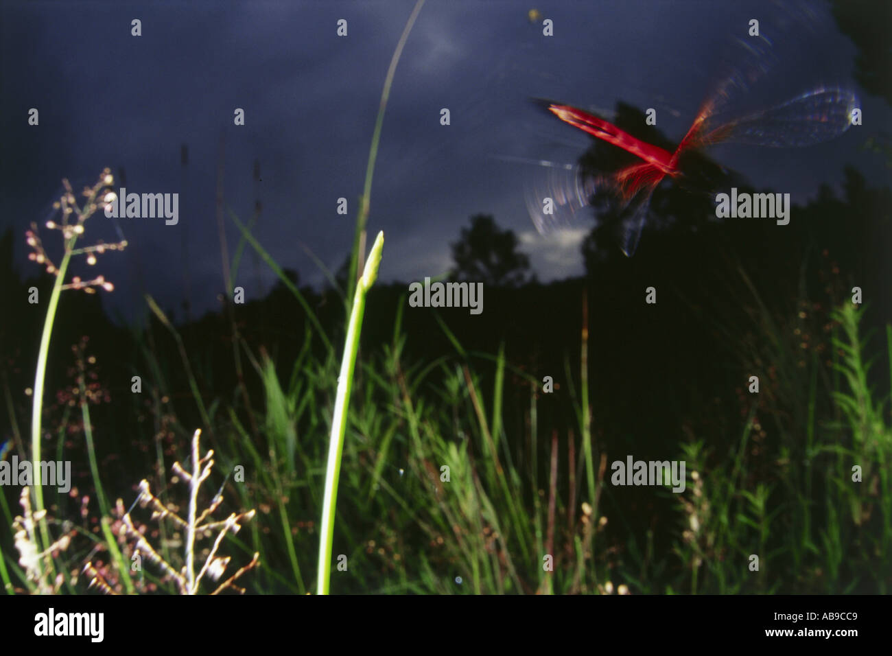 Marvelous World Insect Dragonfly Stock Photo - Alamy