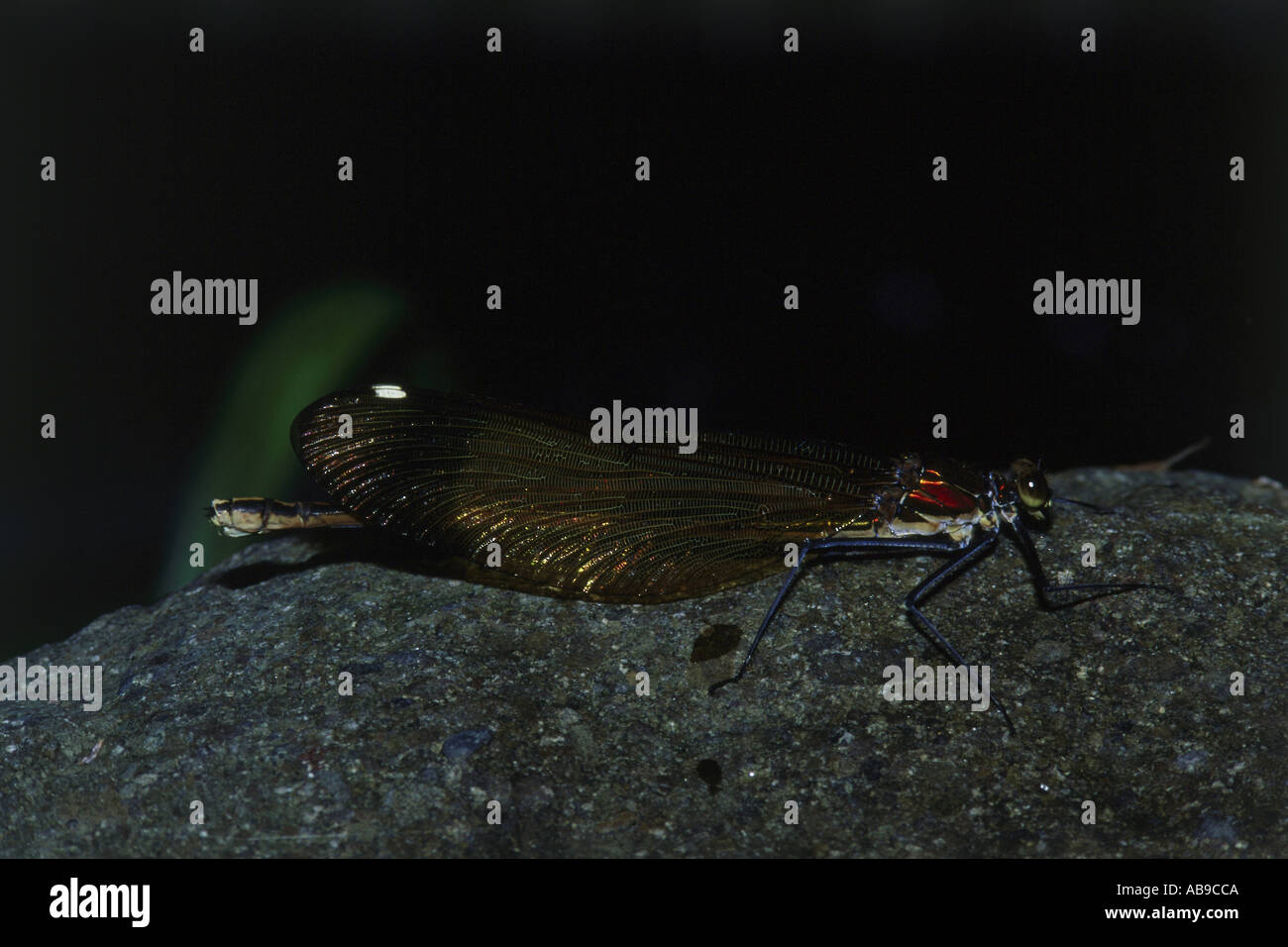 Marvelous World Insect Dragonfly Stock Photo - Alamy