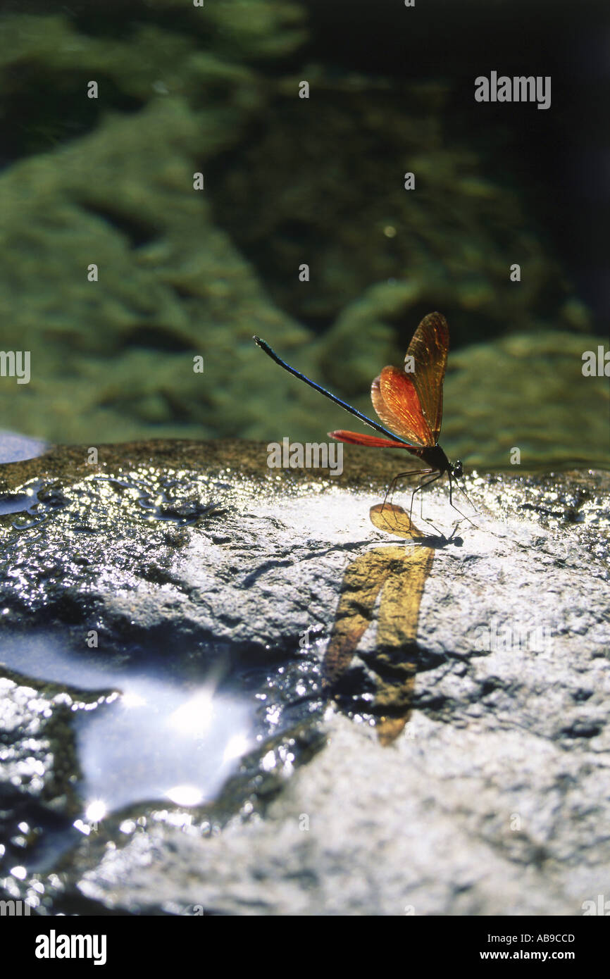 Marvelous World Insect Dragonfly Stock Photo - Alamy