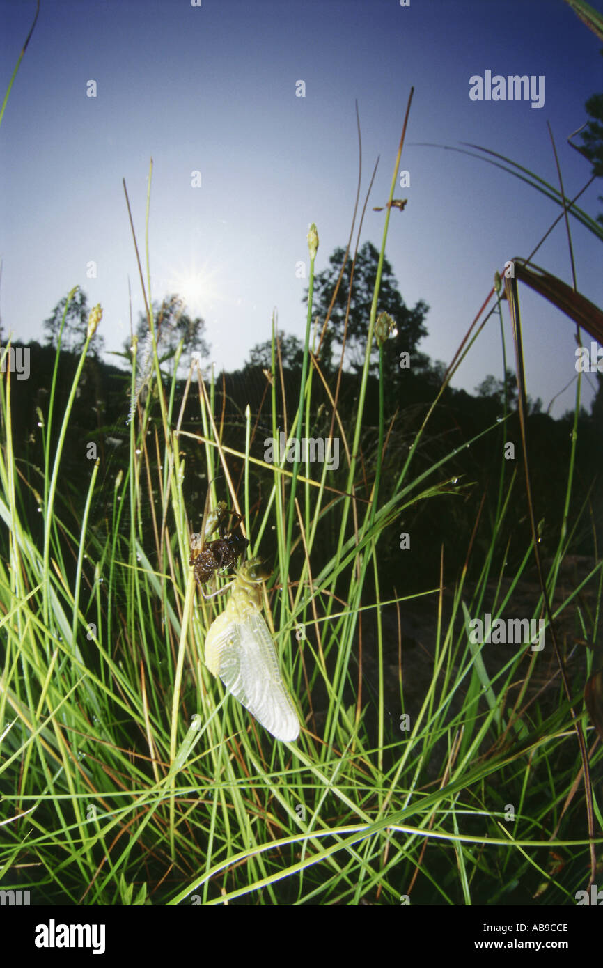 Marvelous World Insect Dragonfly Stock Photo - Alamy