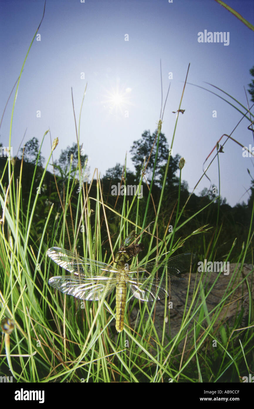 Marvelous World Insect Dragonfly Stock Photo - Alamy