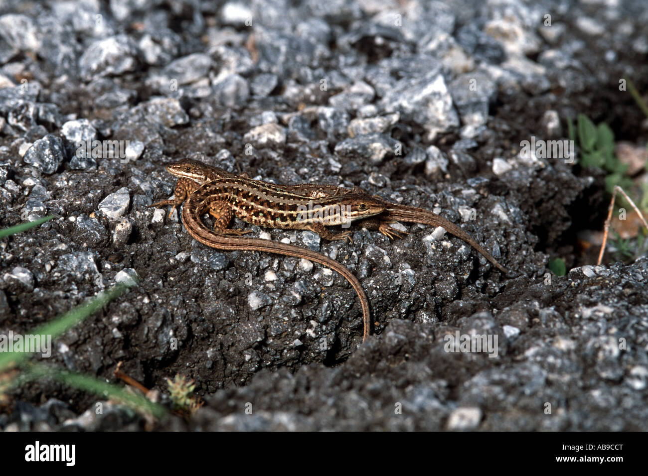 dwarf lizard (Lacerta parva, Parvilacerta parva), couple, Turkey, East ...