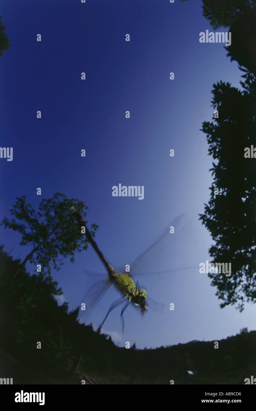 Marvelous World Insect Dragonfly Stock Photo - Alamy