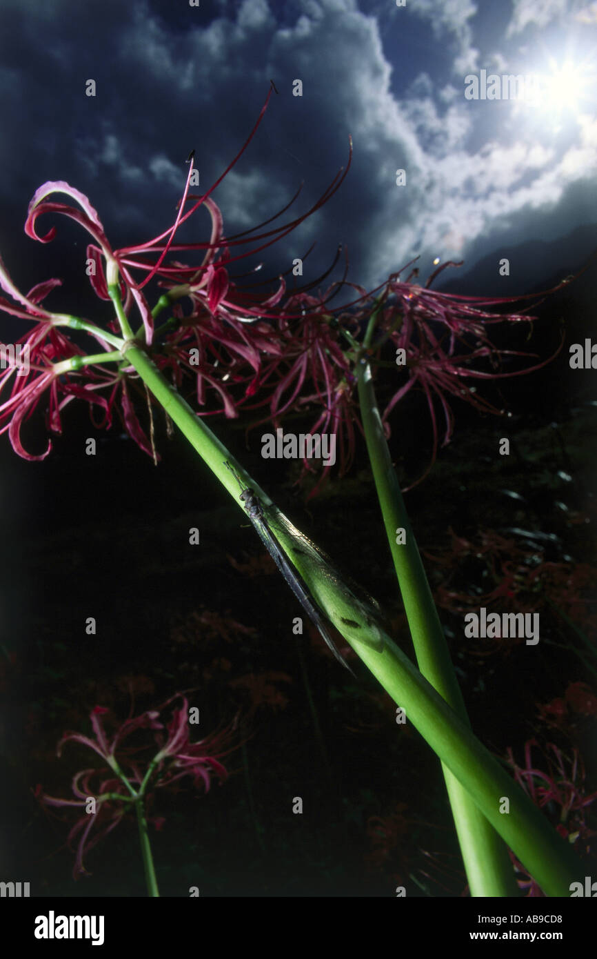 Marvelous World Insect Dragonfly Stock Photo - Alamy