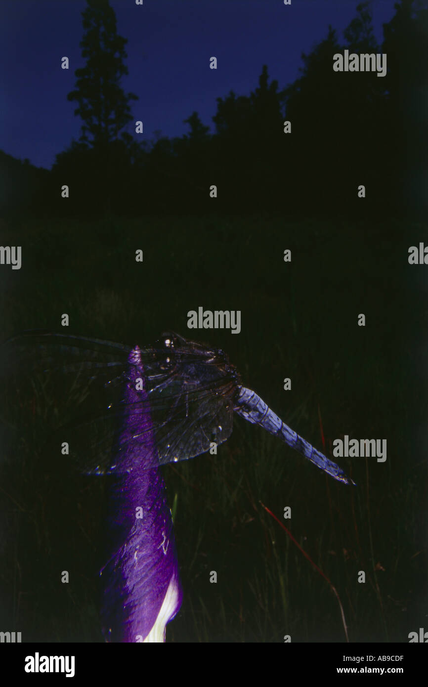 Marvelous World Insect Dragonfly Stock Photo - Alamy