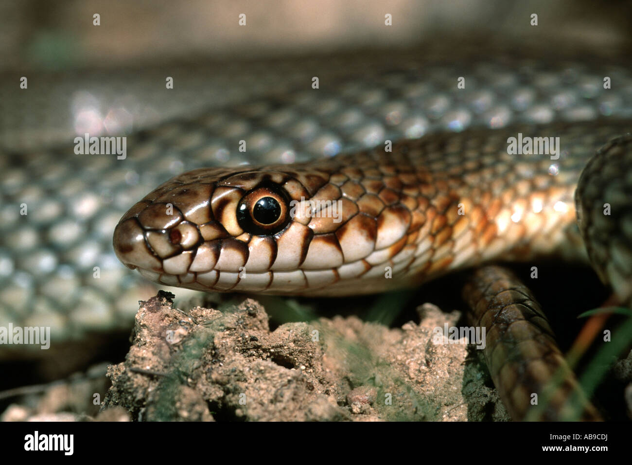 Large Whip Snake (Dolichophis caspius, Coluber caspius), portrait ...