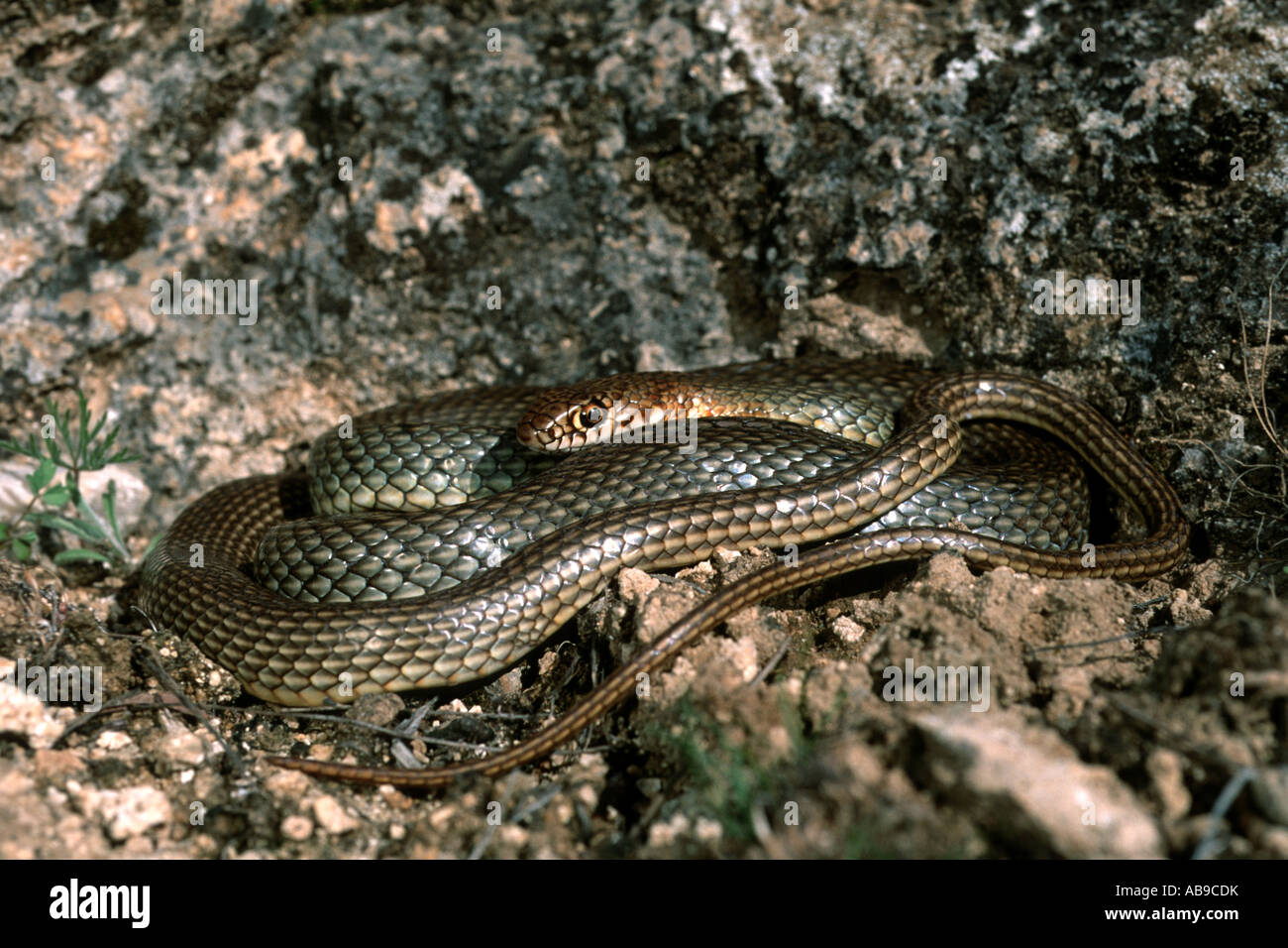 Large Whip Snake (Dolichophis caspius, Coluber caspius), resting ...