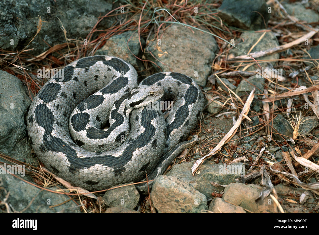 Ottoman viper montivipera xanthina hi-res stock photography and images ...