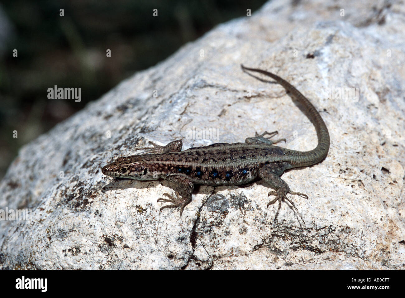Anatolian lizard (Lacerta cappadocica, Apathya cappadocica), on stone ...