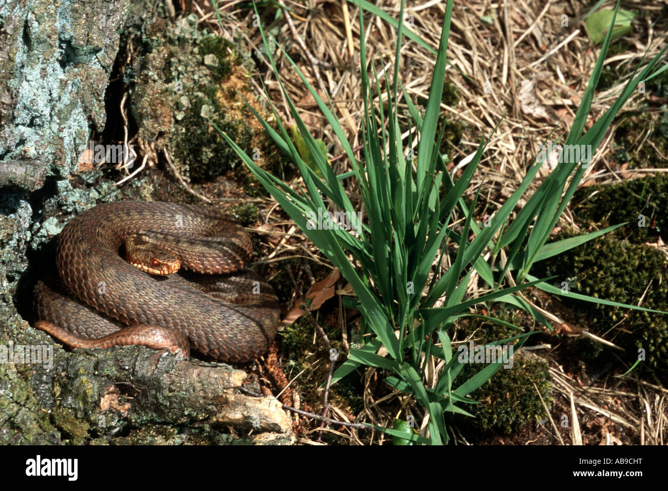 adder, common viper, common European viper, common viper (Vipera berus ...