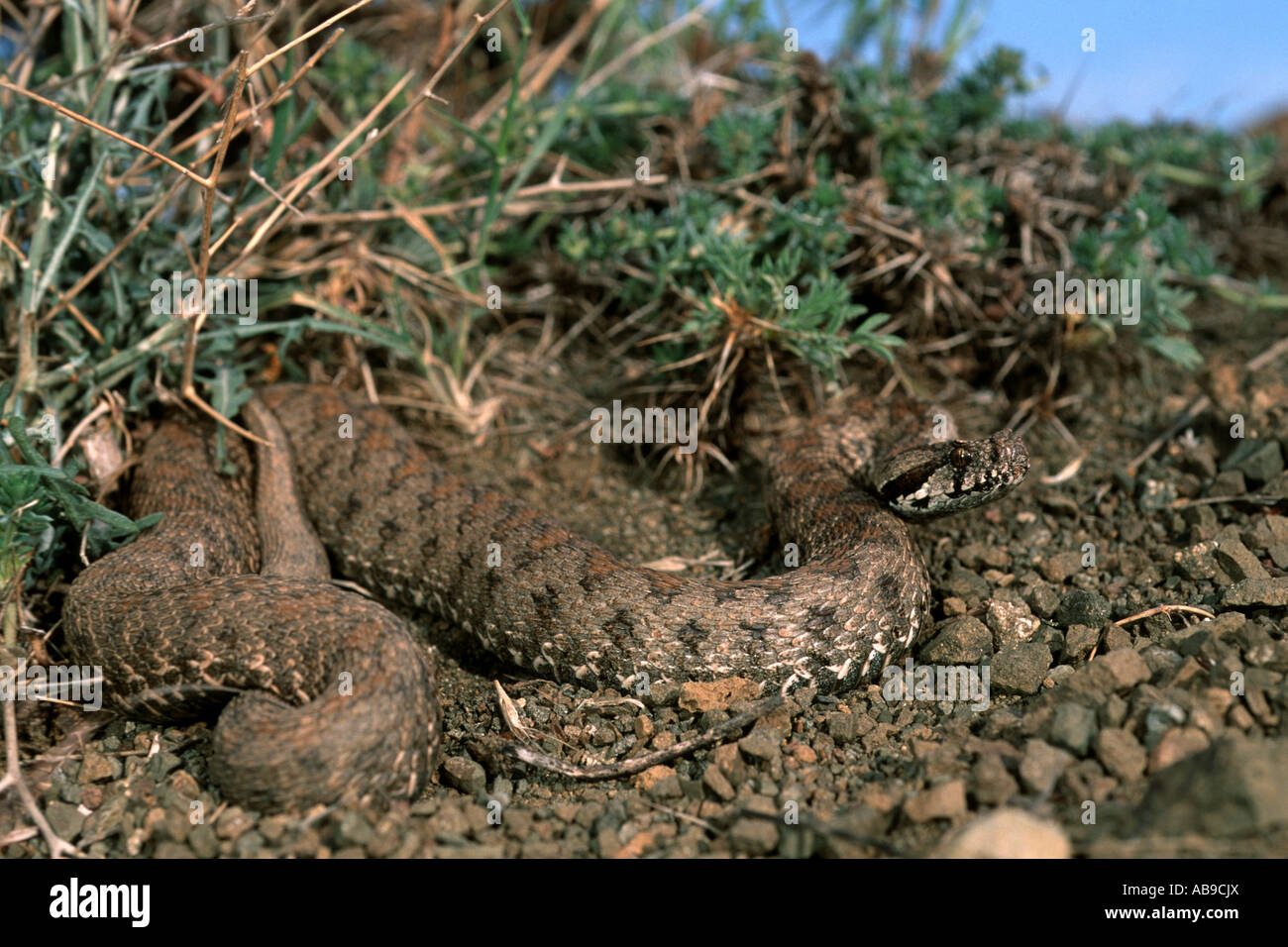 Iranian mountain viper, Persian mountain viper (Vipera albicornuta ...