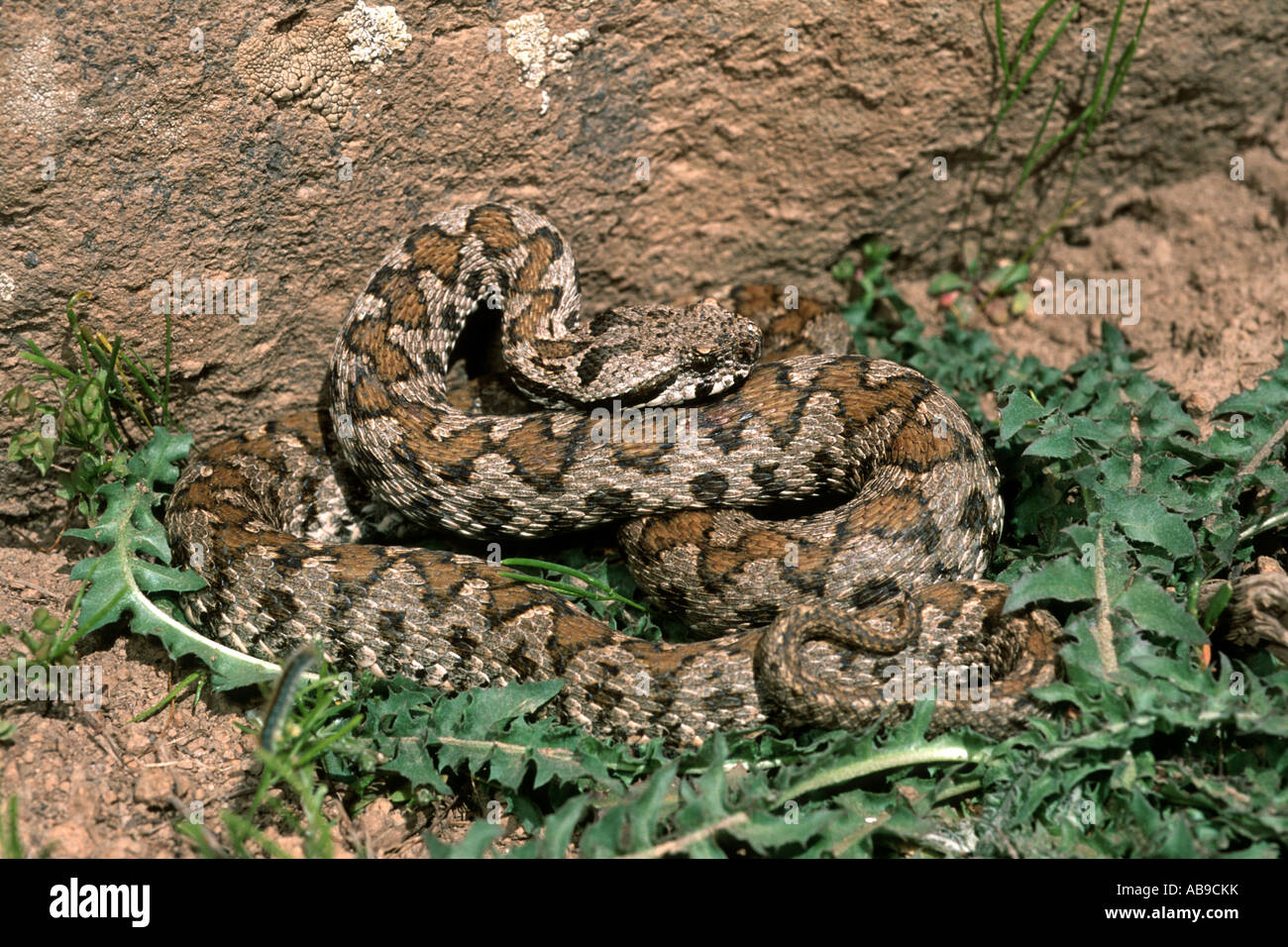 Iranian mountain viper, Persian mountain viper (Vipera albicornuta ...
