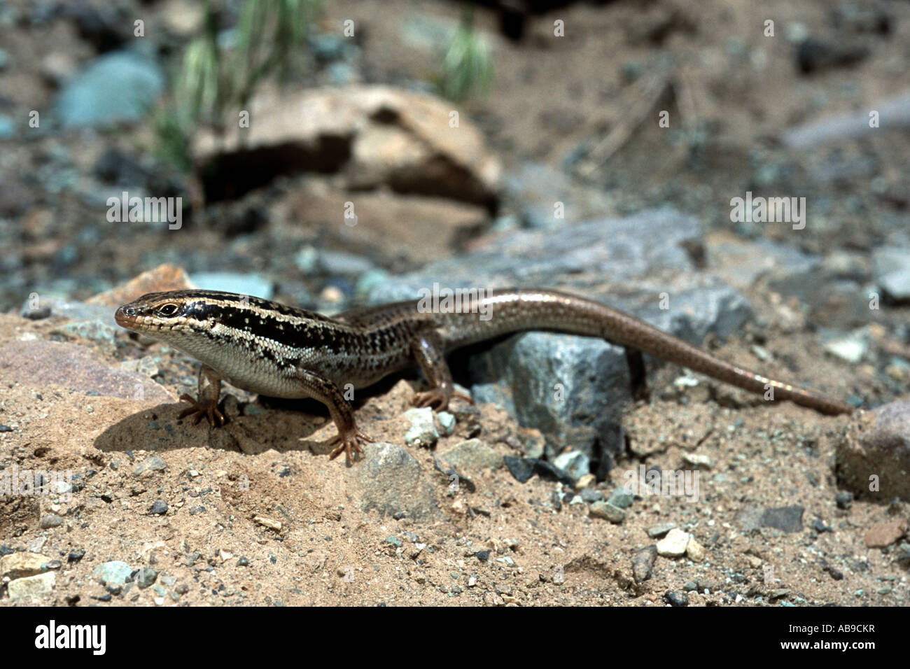 Golden mabuya (Trachylepis aurata, Mabuya aurata), in habitat, Iran ...