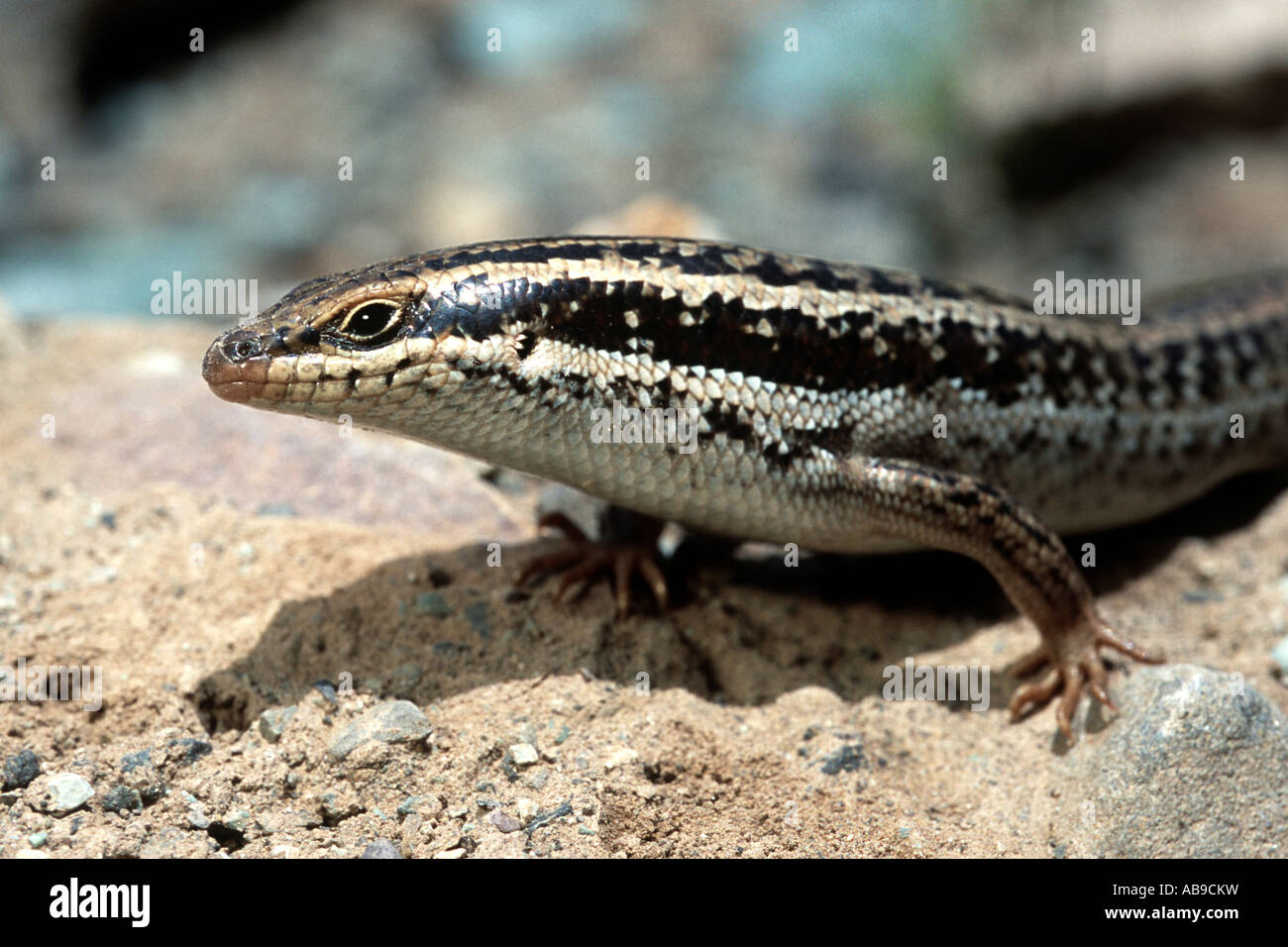 Golden mabuya (Trachylepis aurata, Mabuya aurata), portrait, Iran ...