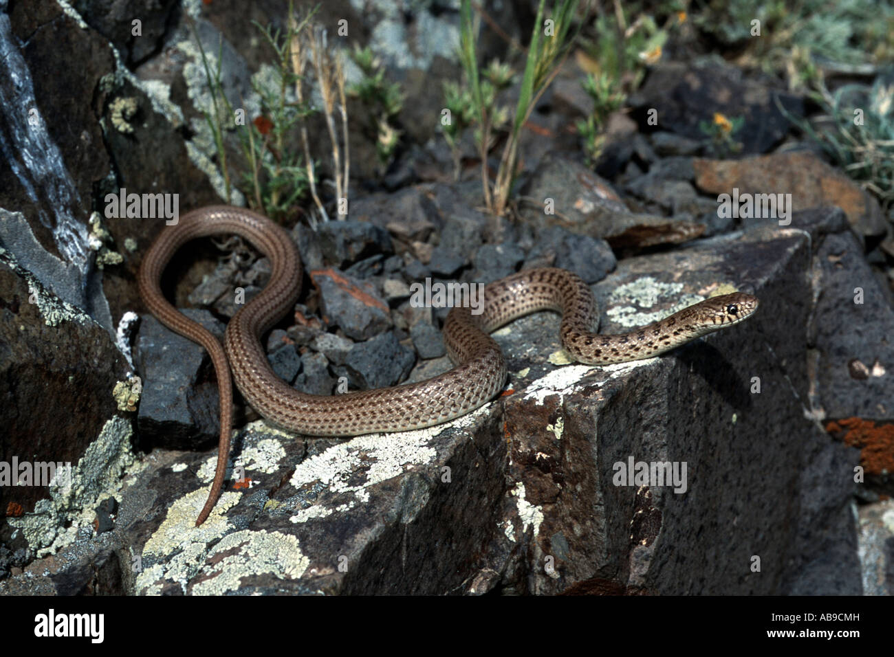 Dotted Dwarf Racer (Eirenis punctatolineatus), on rock, Iran, Zanjan ...