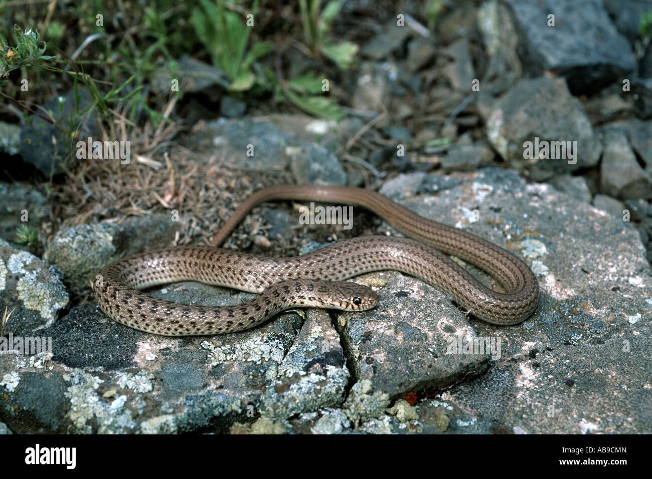 Dotted Dwarf Racer (Eirenis punctatolineatus), on rock, Iran, Zanjan ...