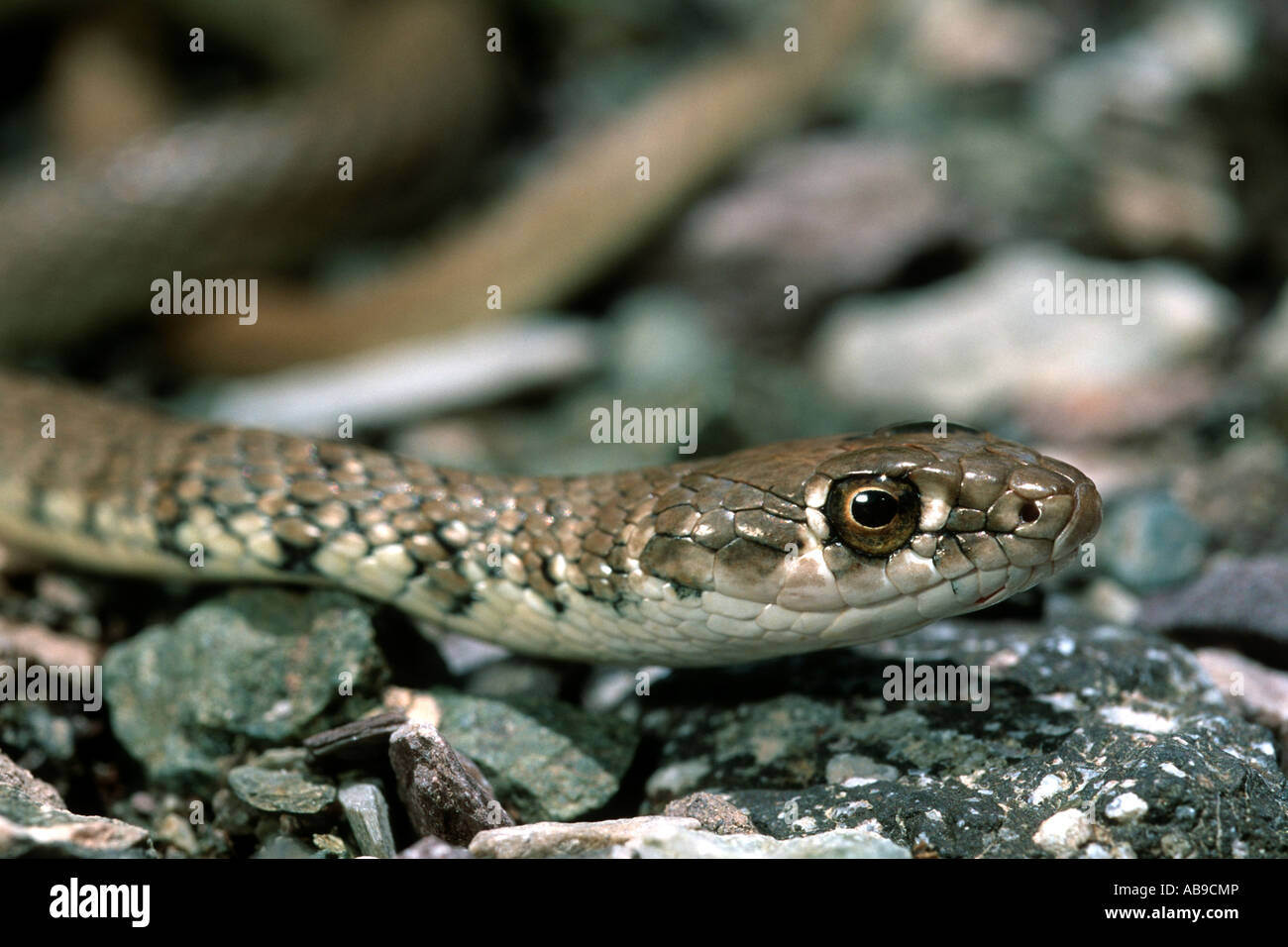 light-green whip snake (Coluber najadum najadum, Platyceps najadum ...