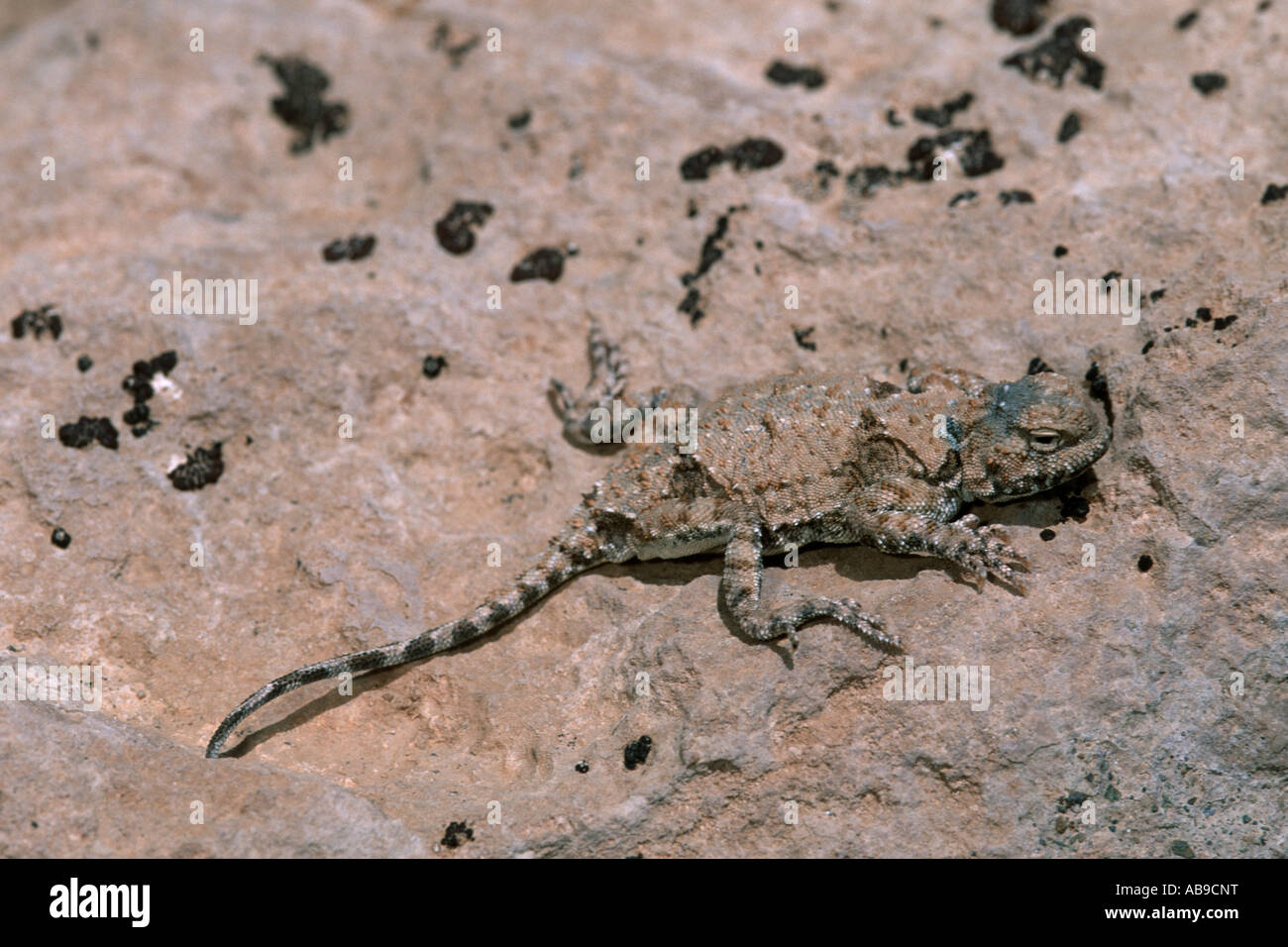 sunwatcher toadhead agama (Phrynocephalus helioscopus), lying on a rock ...