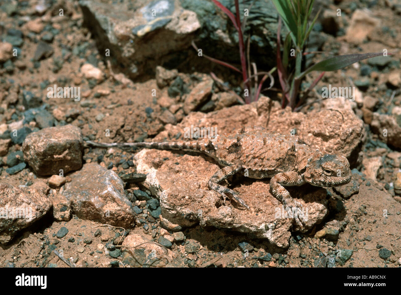 sunwatcher toadhead agama (Phrynocephalus helioscopus), camouflaged ...