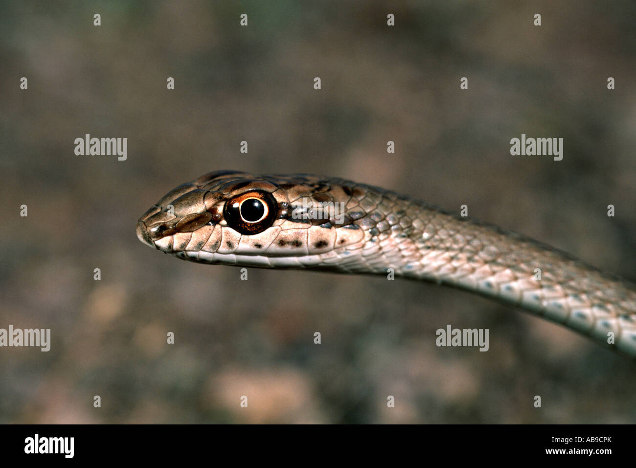 Forskal's sand snake, Schokari Sand Racer (Psammophis schokari ...