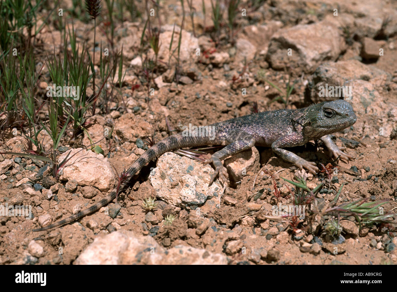 secret toadhead agama, toad headed agama (Phrynocephalus mystaceus ...