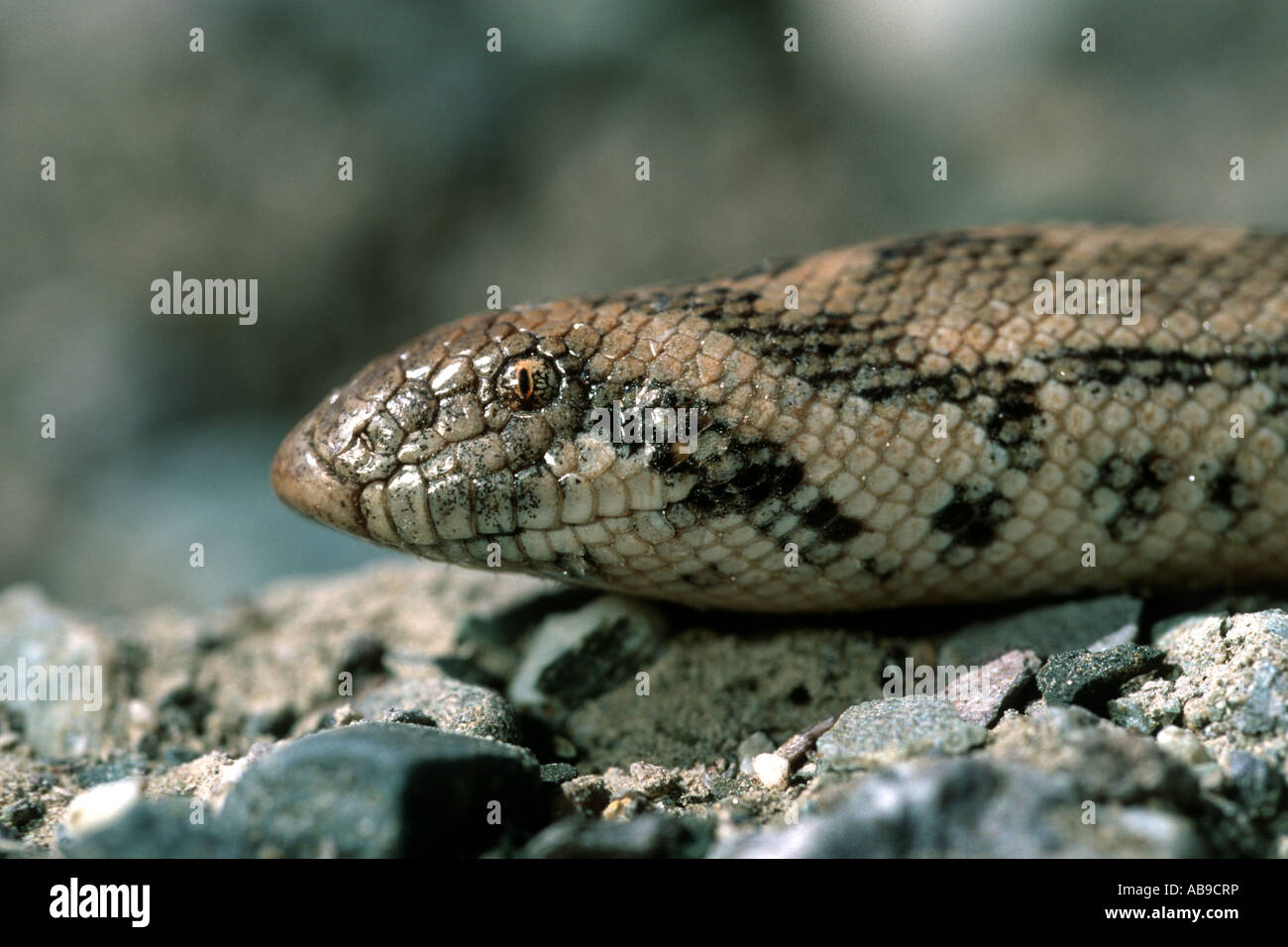 Javelin sand boa (Eryx jaculus), portrait, Iran, Zagros Gebirge Stock ...