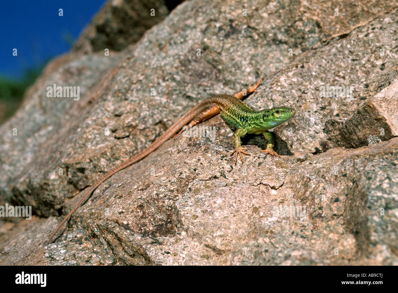 Kurdistan lizard hi-res stock photography and images - Alamy