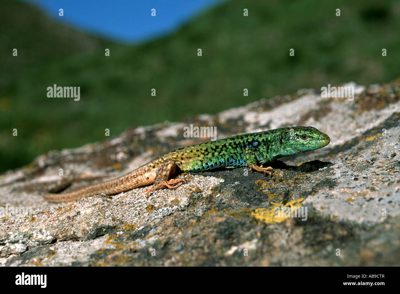 Kurdish lizard (Lacerta brandtii, Iranolacerta brandti), portrait, Iran ...