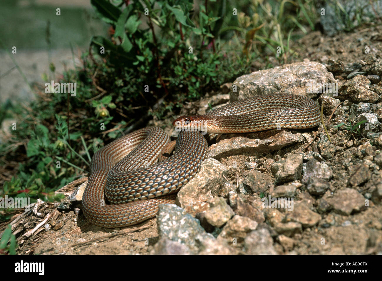 Large Whip Snake (Dolichophis caspius, Coluber caspius), sunbath ...