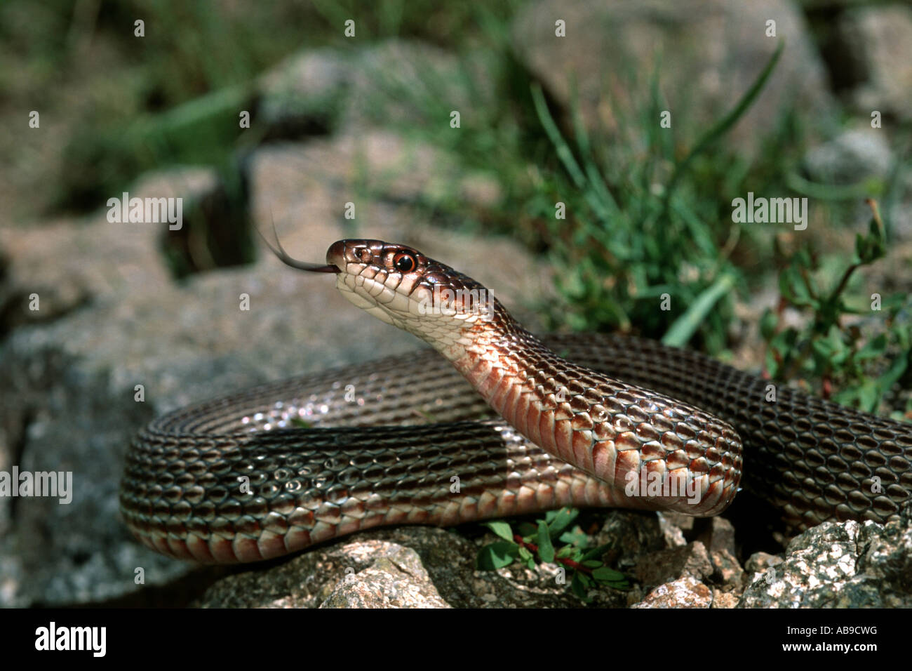 Schmidts Whip Snake (Dolichophis schmidti), flicking, Iran, Zanjan ...
