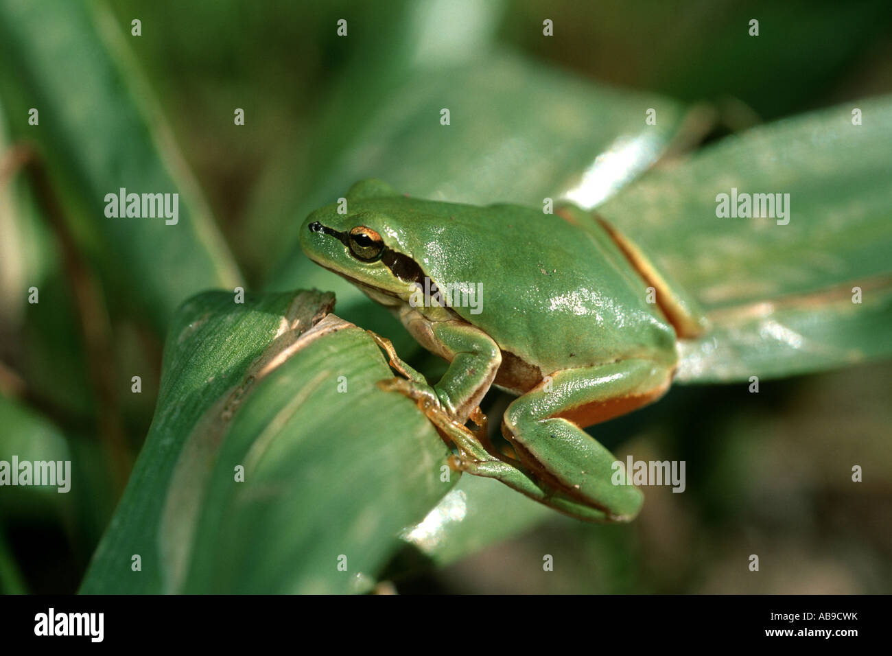 Yellow-lemon Tree Frog, Yellow lemon Tree Frog (Hyla savignyi ...
