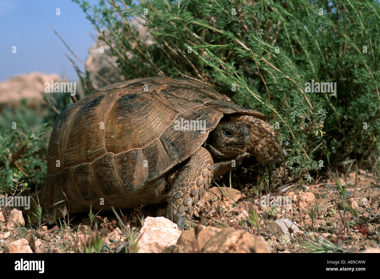 Zagros Mountains Tortoise (Testudo perses, Testudo graeca perses ...