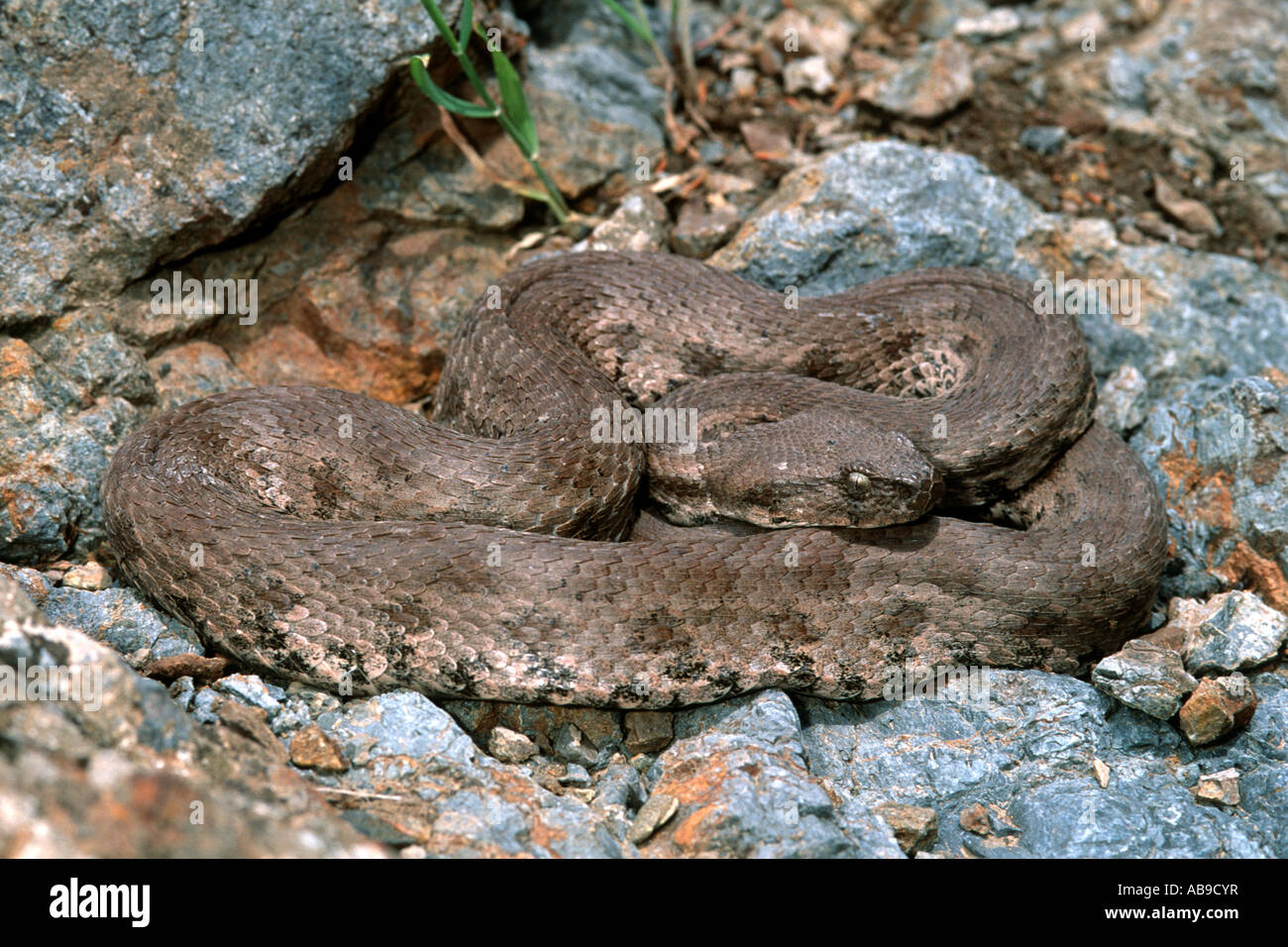 blunt-nosed viper, levantine viper (Macrovipera lebetina obtusa, Daboia ...