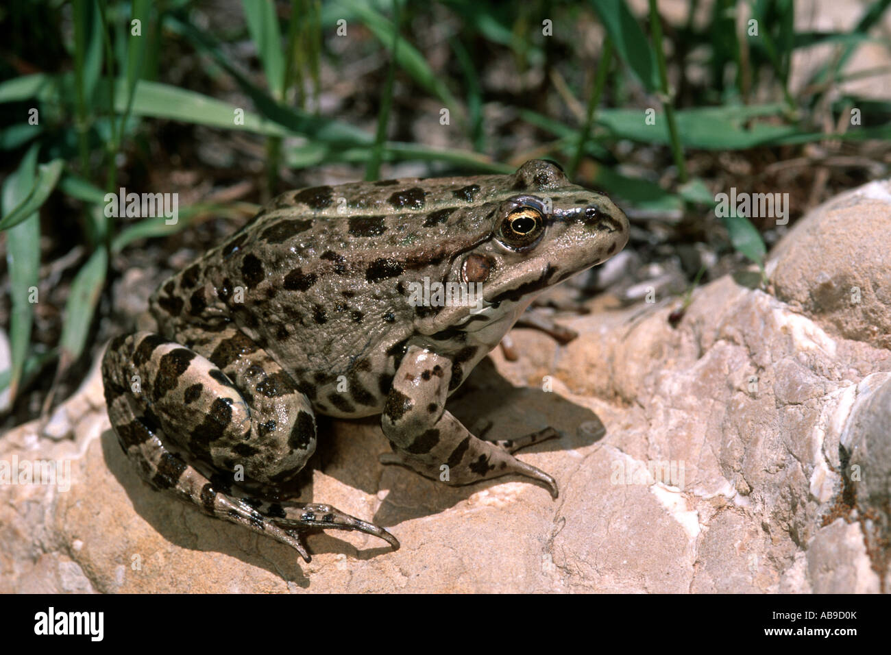 marsh frog, lake frog (Rana ridibunda), sunbath, Iran, Teheran, Laar ...