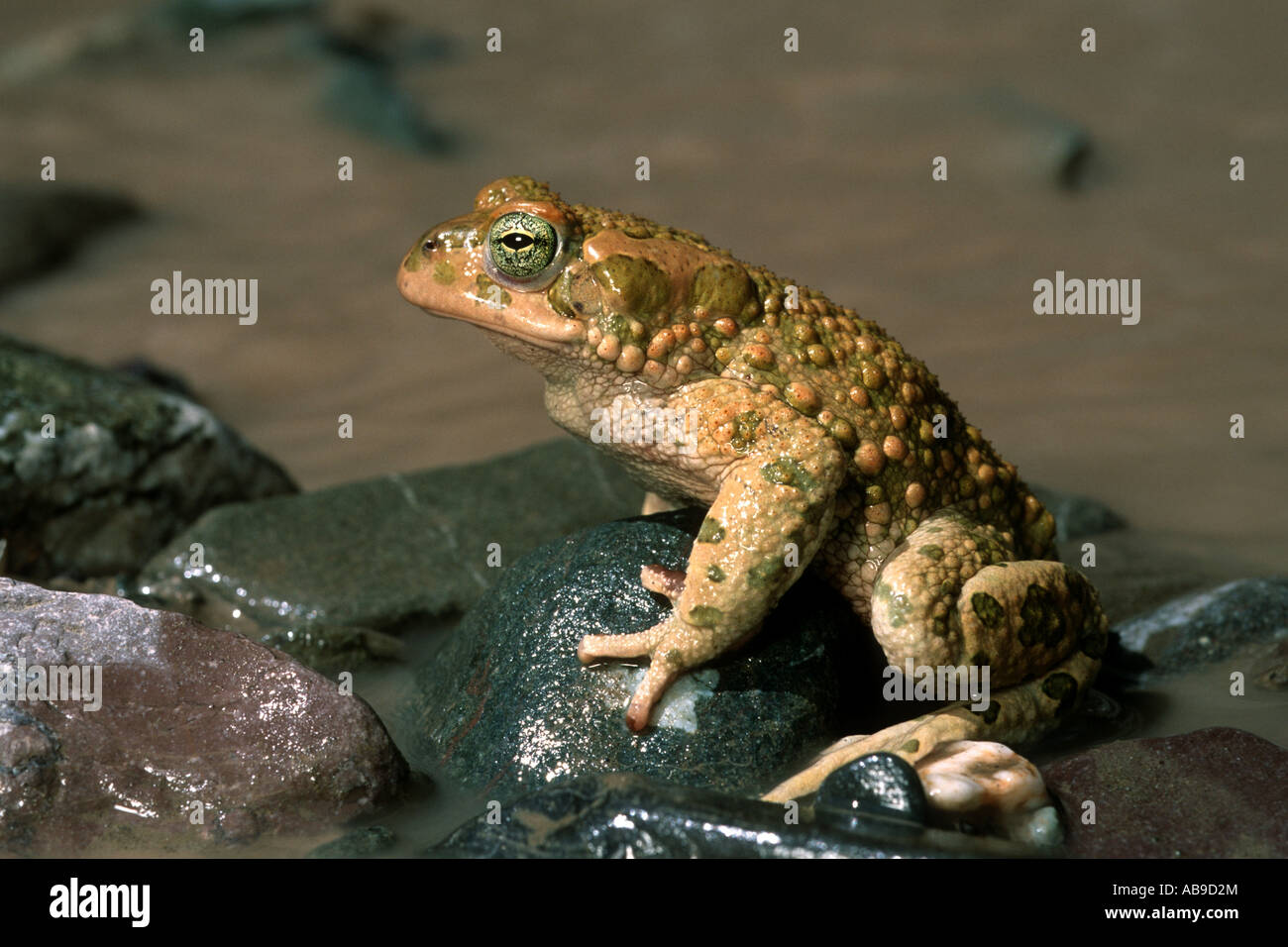 green toad or variegated toad (Bufo viridis), at the shore, Iran ...