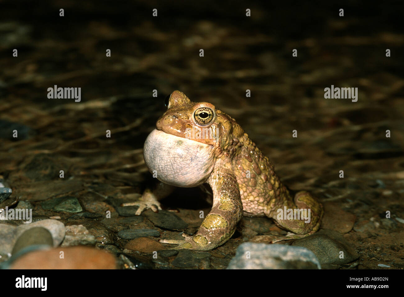 green toad or variegated toad (Bufo viridis), yelling, Iran, Zagros ...