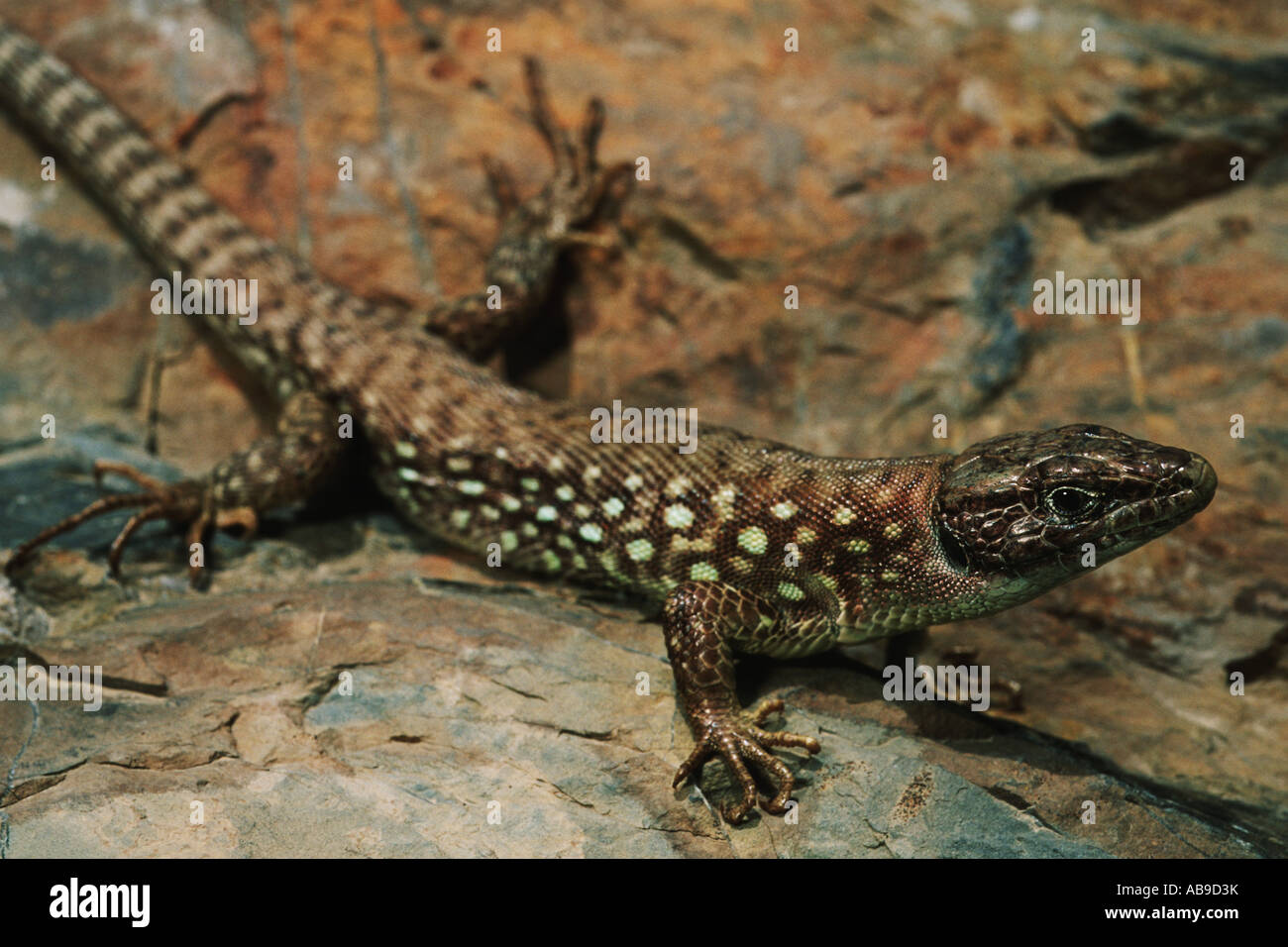 Zagrosian lizard (Lacerta princeps, Timon princeps, Timon princeps ...