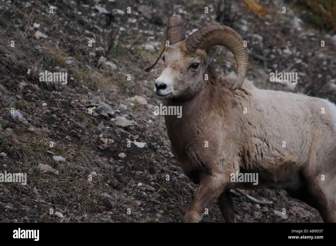 Wildlife Portrait: Mountain Sheep/BigHorn Stock Photo - Alamy