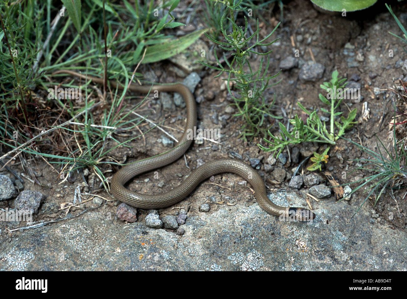 collared dwarf snake (Eirenis collaris), in habitat, Iran, Kurdistan ...
