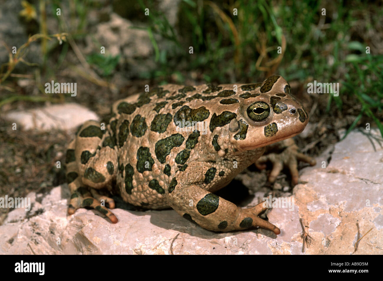 green toad or variegated toad (Bufo viridis), female, Iran Stock Photo ...