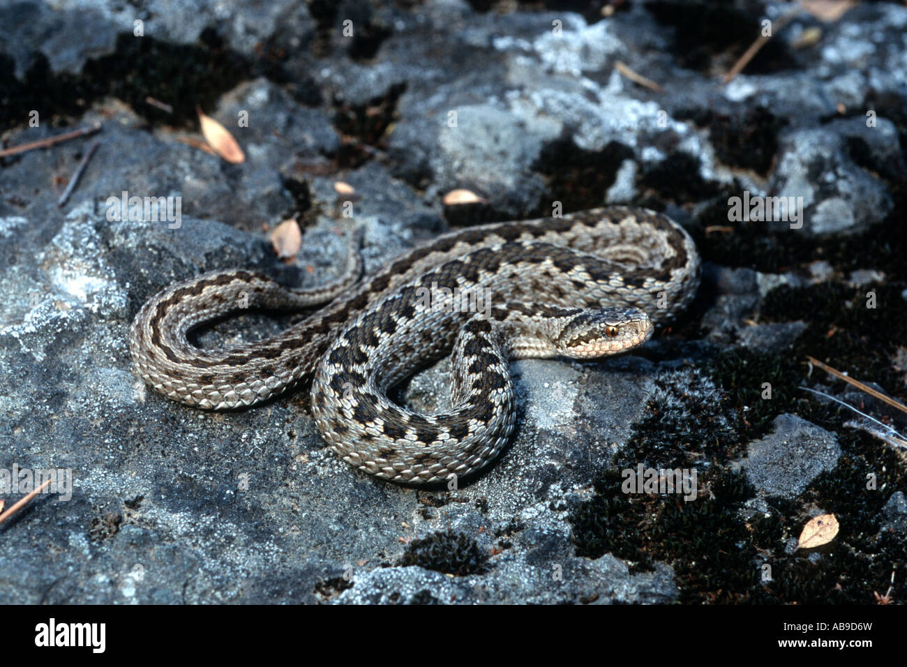meadow viper, Orsini's viper (Vipera ursinii ebneri), defense posture ...