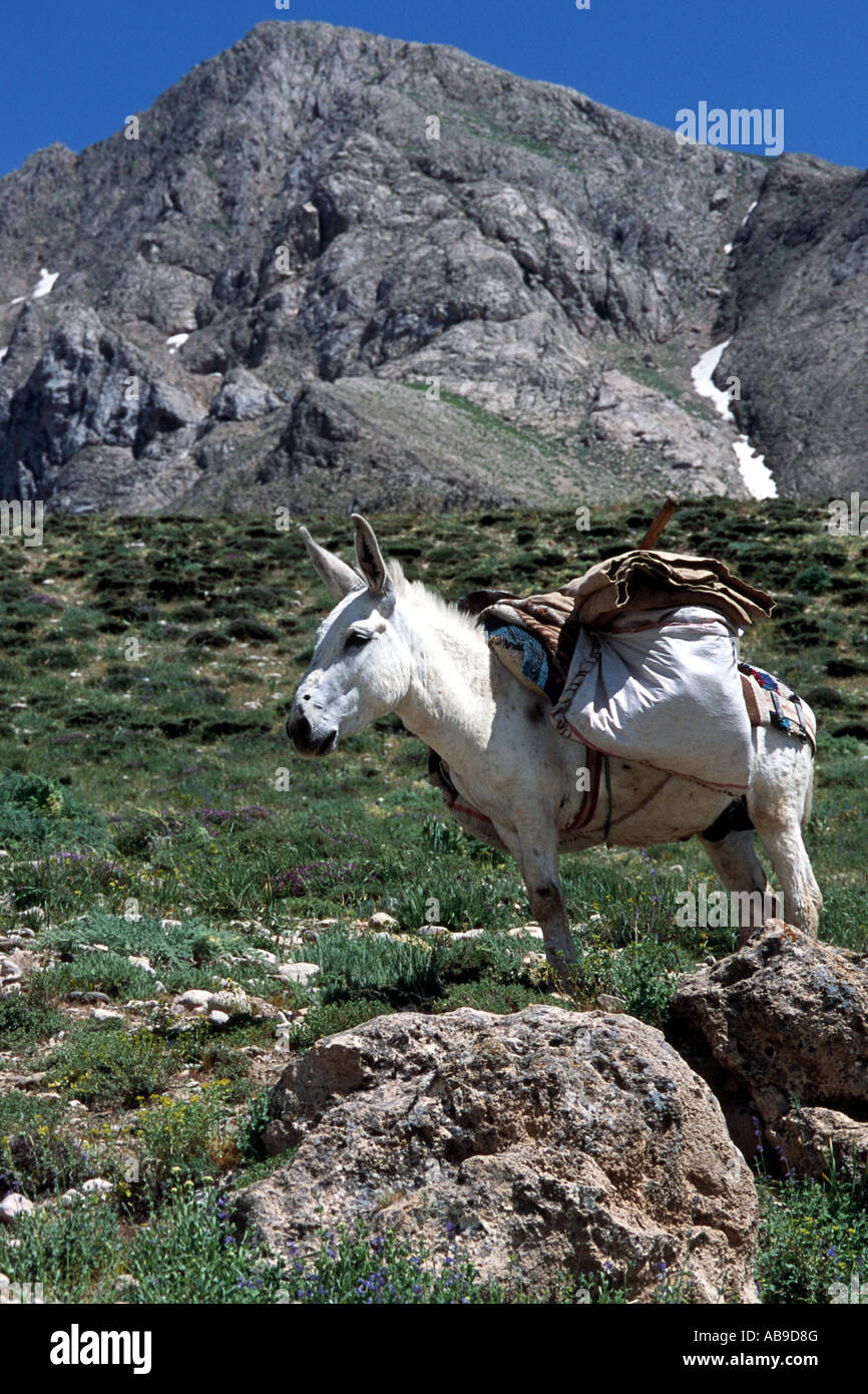 domestic donkey (Equus asinus f. asinus), donkey in Elbruz Iran, Iran ...