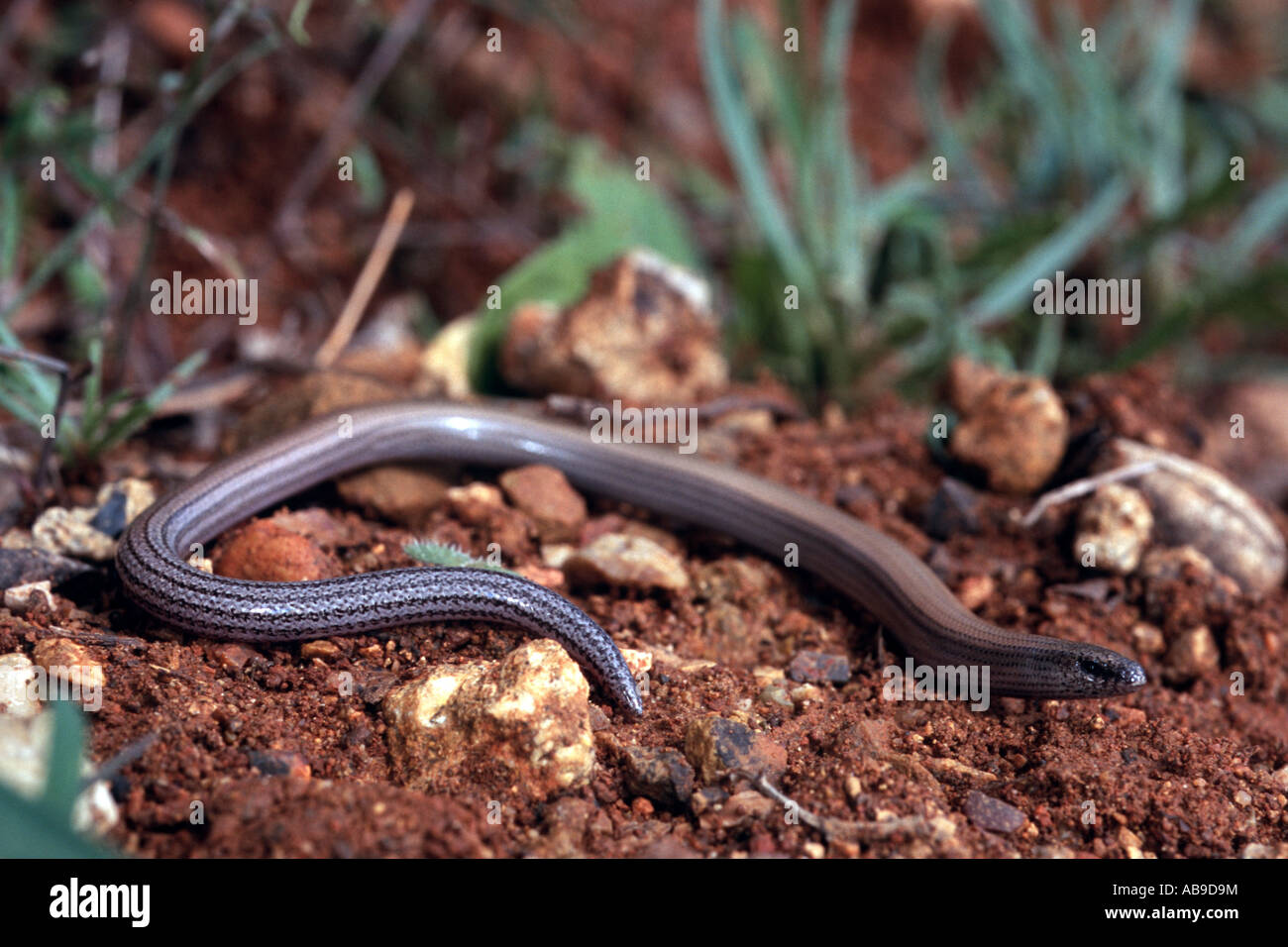 Greek legless skink, Greek snake skink (Ophiomorus punctatissimus), in ...