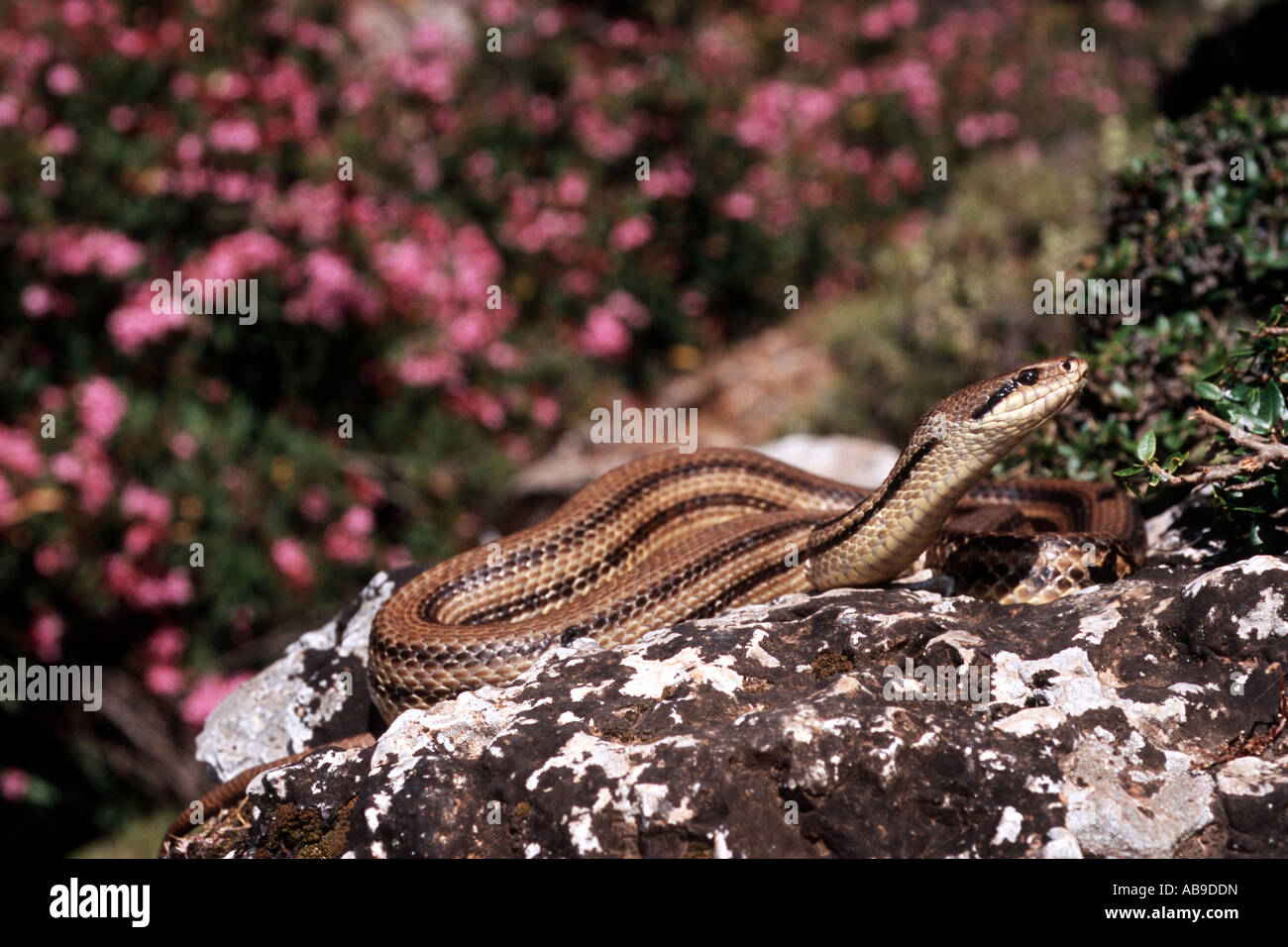 Elaphe Quatuorlineata