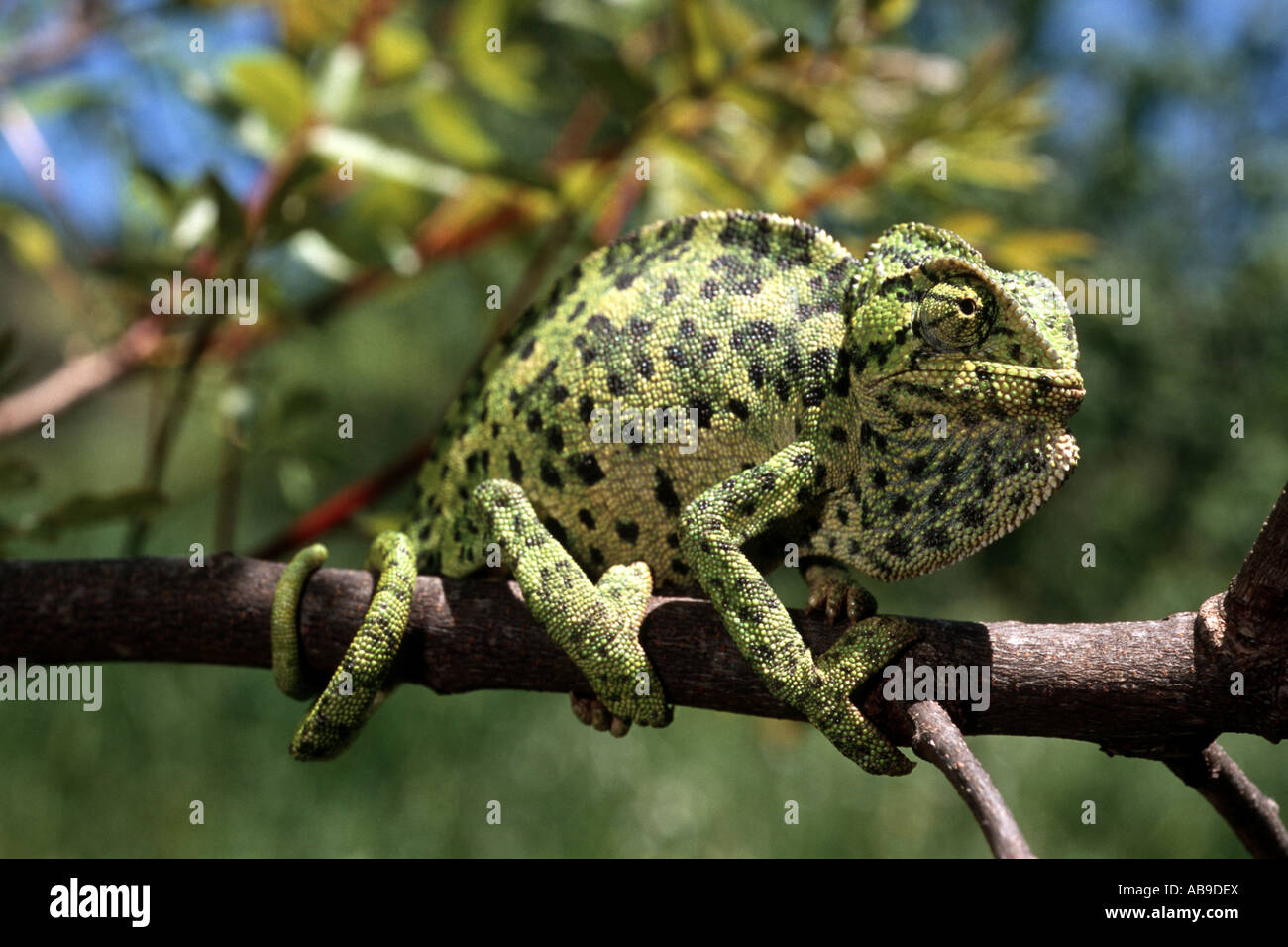 Mediterranean chameleon, common chameleon (Chamaeleo chamaeleon), on ...