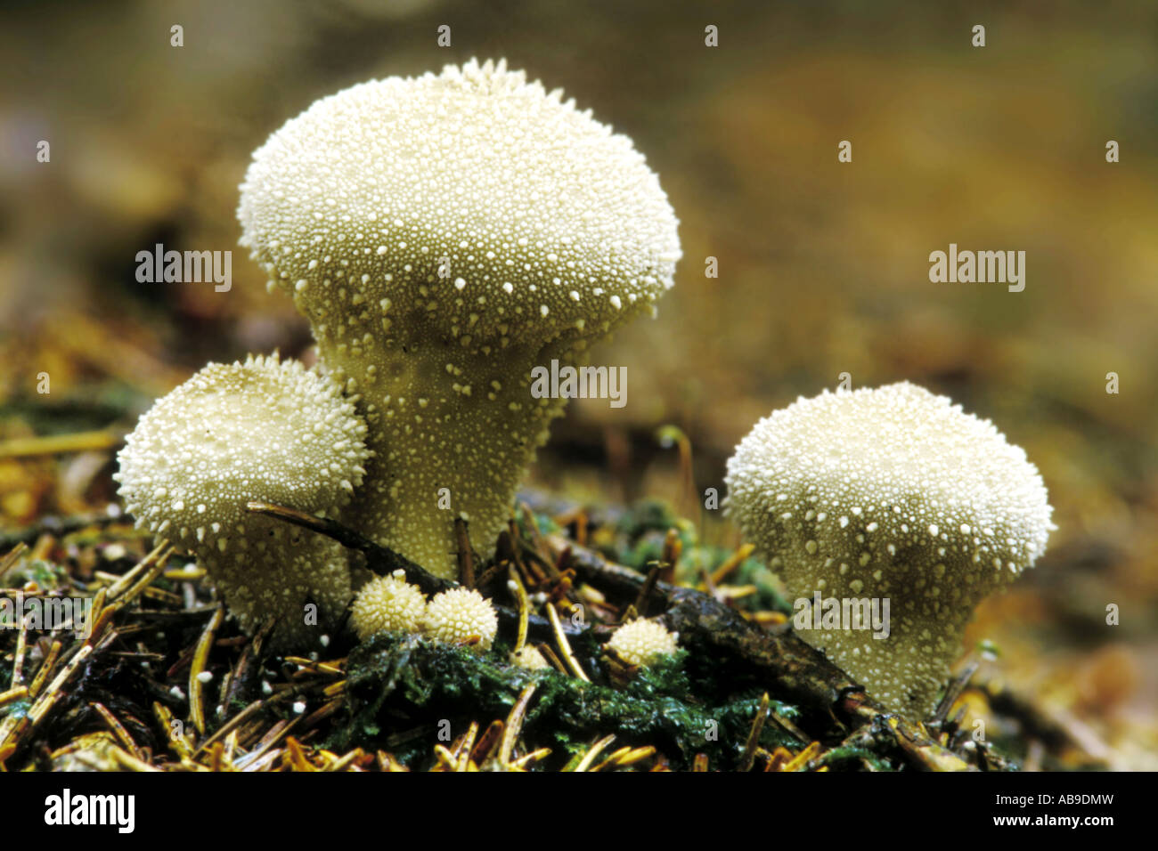 Fungus puffball spores reproduction hi-res stock photography and images ...