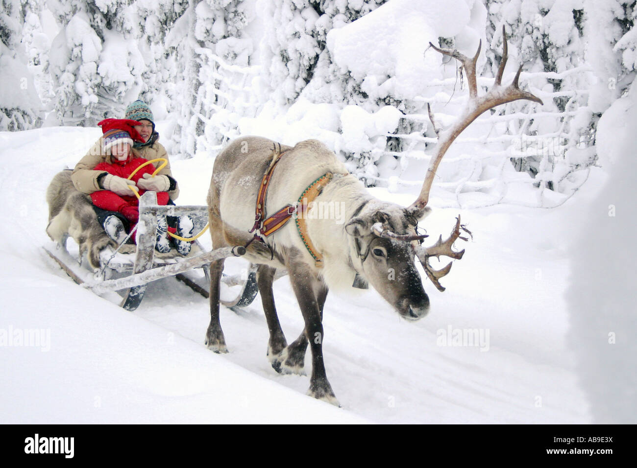 reindeer (Rangifer tarandus), driving a reindeer sledge in snowy ...