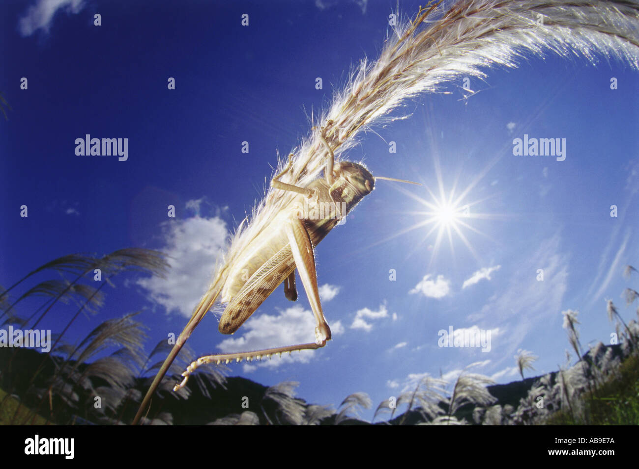 Marvelous World Insect Mantis Locust Stock Photo - Alamy