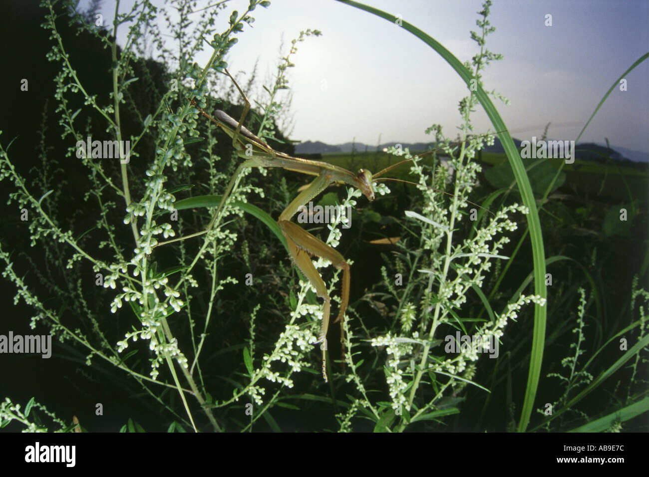 Marvelous World Insect Mantis Locust Stock Photo - Alamy